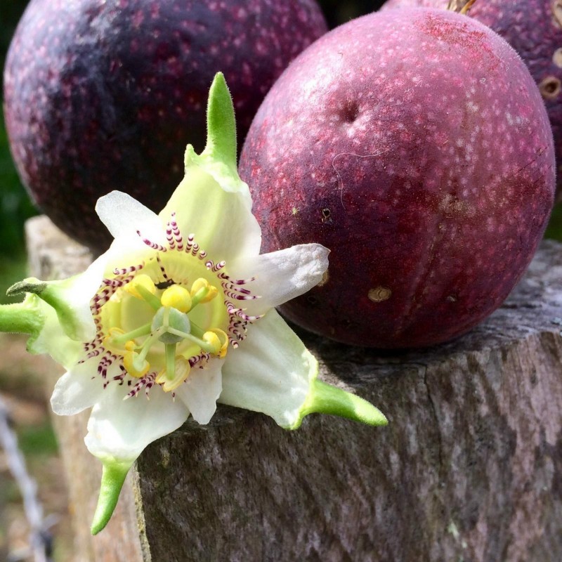 Passiflora adenopoda Seme