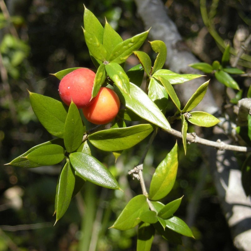 Lanac voce ili bodljikava aliksija (Alyxia ruscifolia)