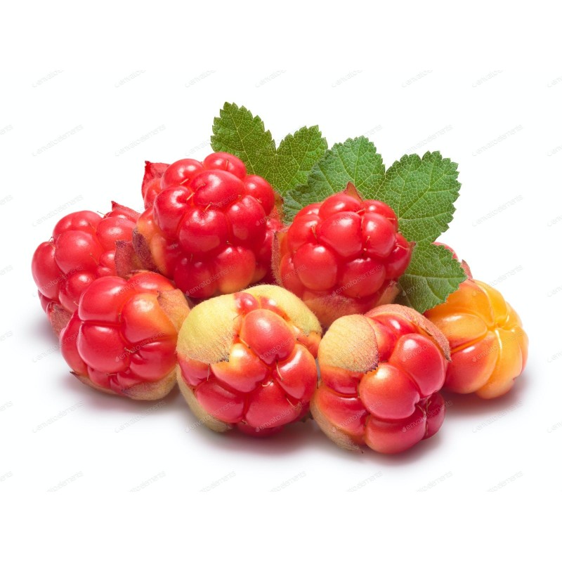 Moroška Seme (Rubus chamaemorus)