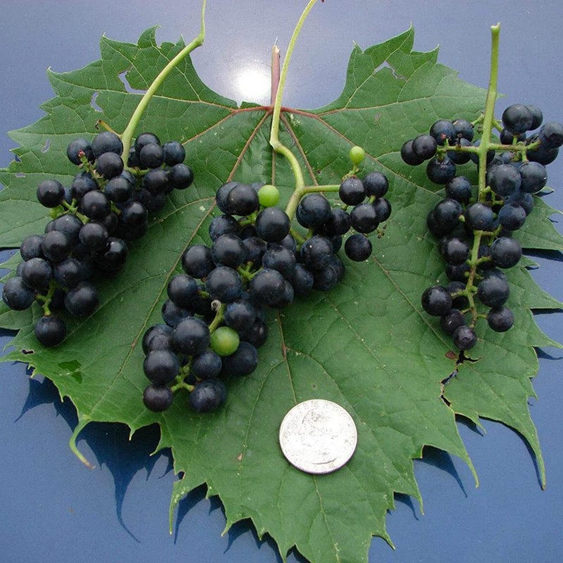 Seme Divljeg Grozdja (Vitis spp.)