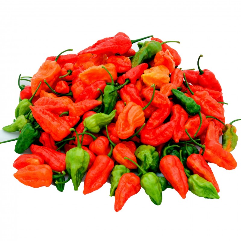 Bhut Jolokia seme najljuca paprika na svetu