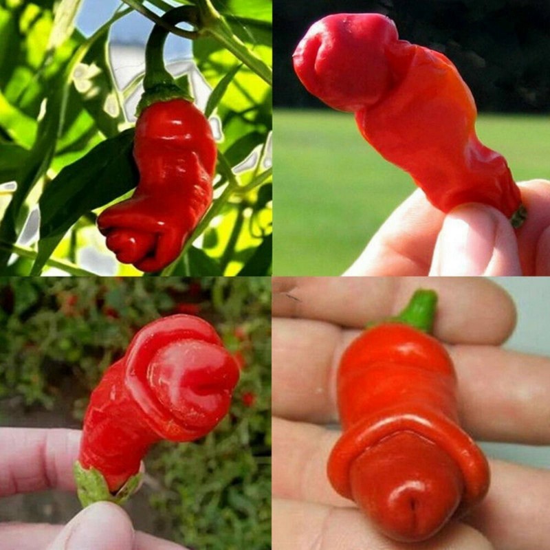 Penis Chili Seme Crveni ili Zuti (Peter Pepper)