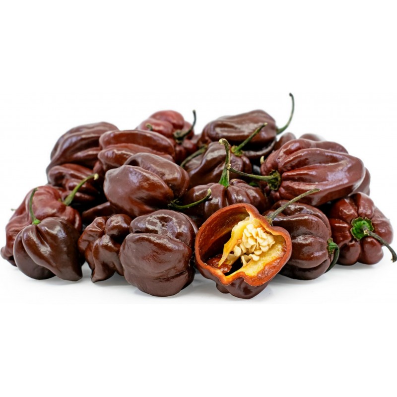 Habanero Chocolate Seme