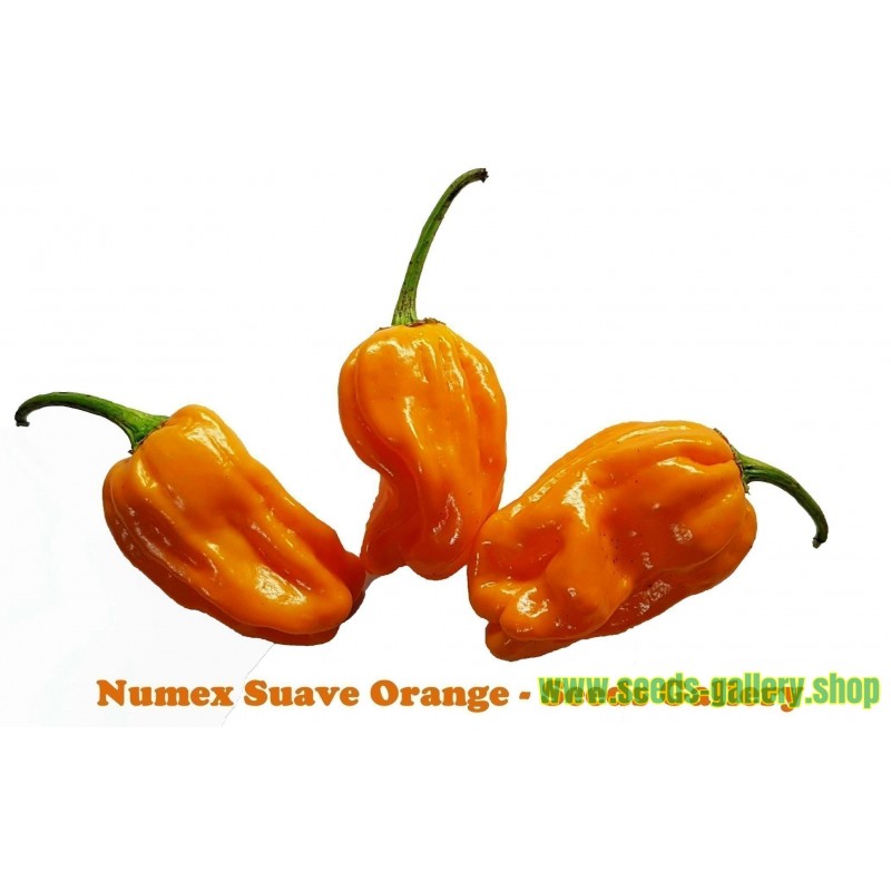 Chili Numex Suave Orange Seme