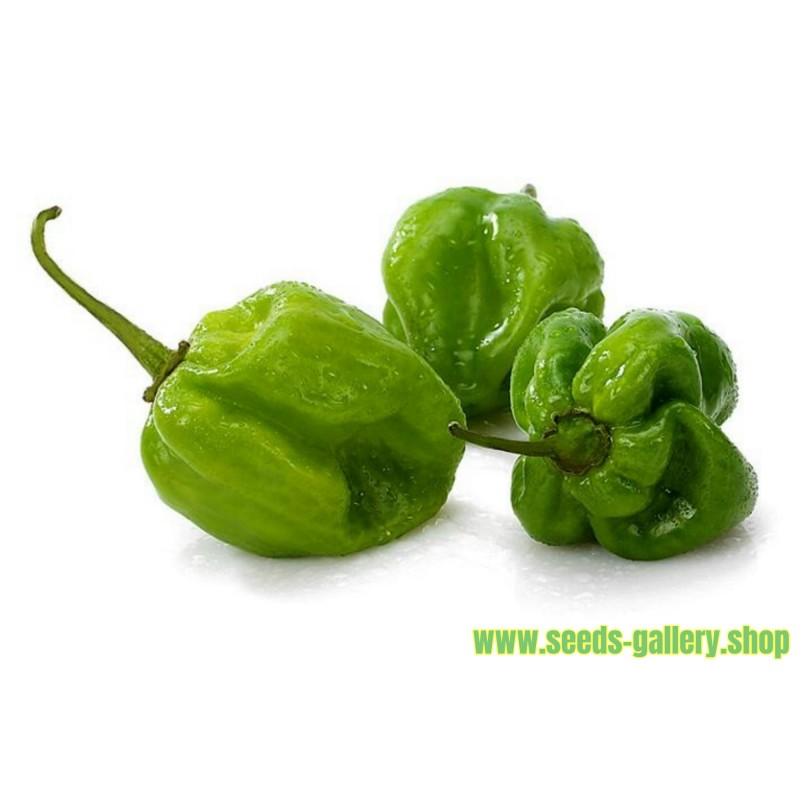 Green Habanero Seme