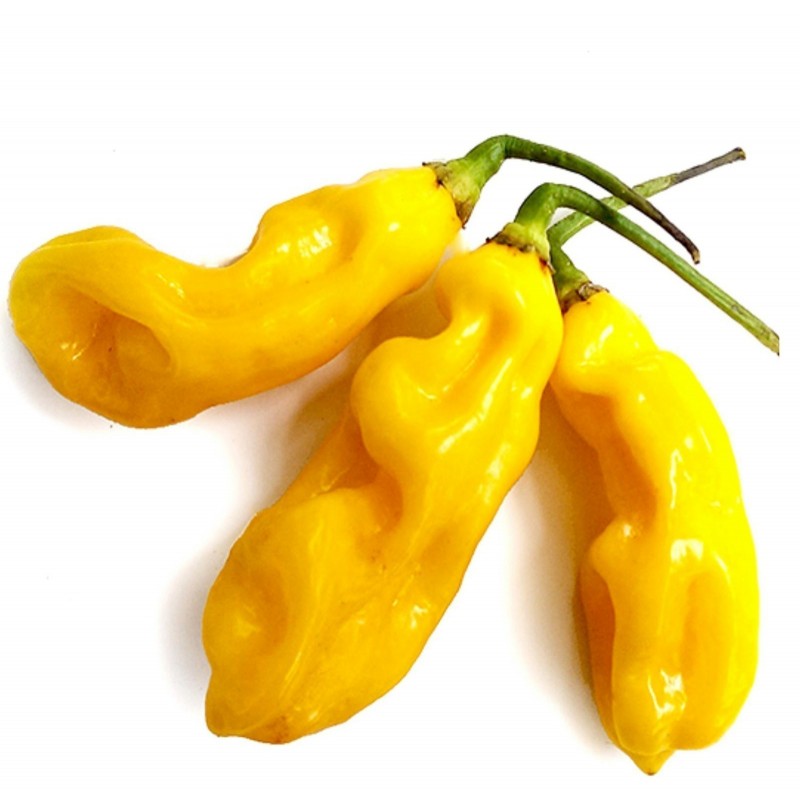 Habanero Goronong Seme