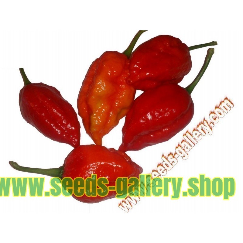 Habanero Naga Morich Seme