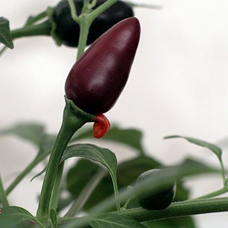 Chili Orzoco Seme