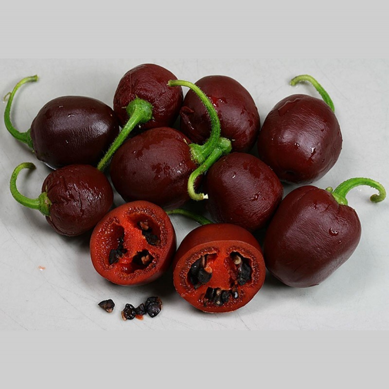 "Rocoto Manzano Brown" Chili - Cili Seme - Chili Inka