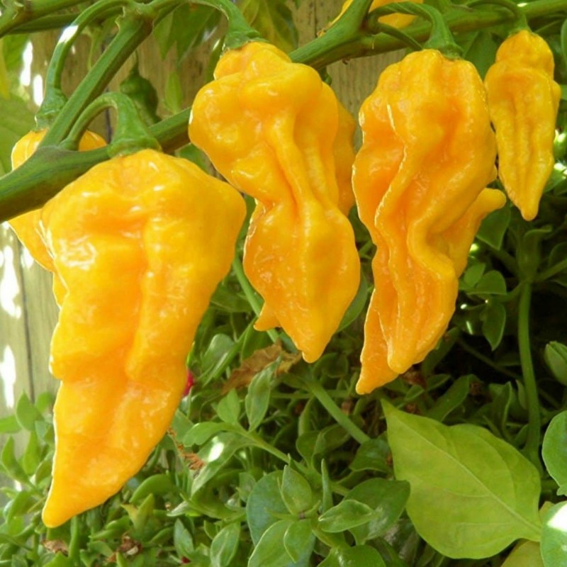 Devil's Tongue Yellow Habanero Seme