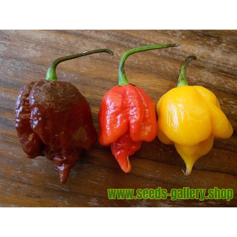 Trinidad Scorpion Crveni i Zuti Seme 1,5 Miliona SHU