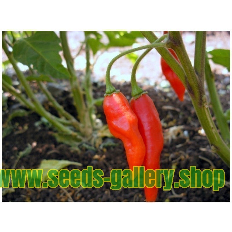 MAYA RED Habanero – Cili Seme