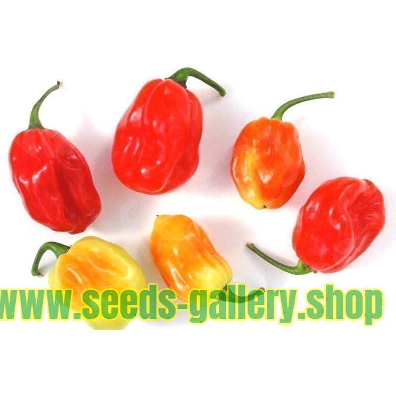 Chili Cili Seme Habanero Tobago Seasoning