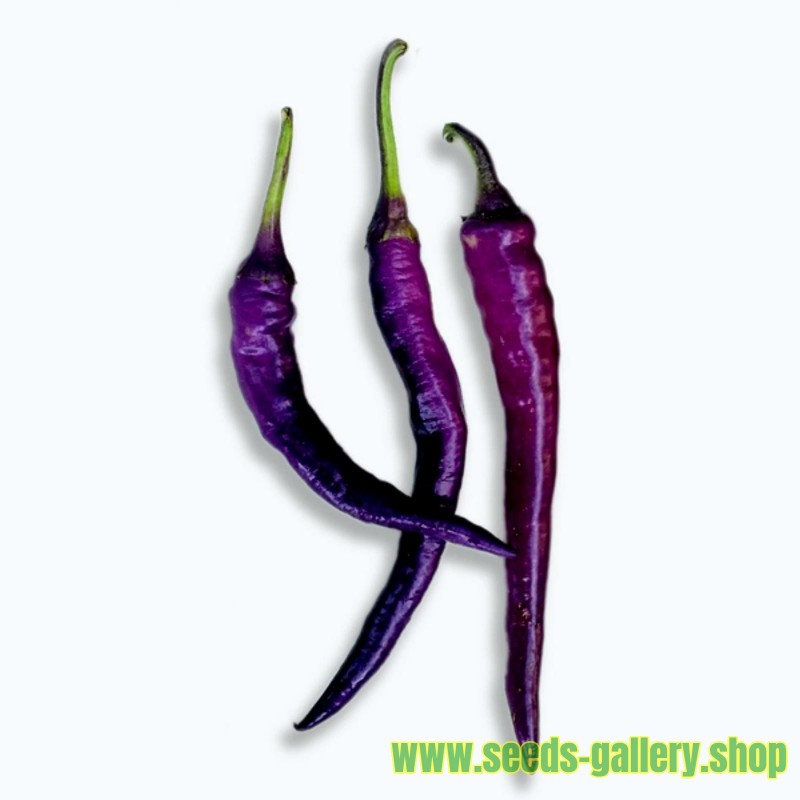 PURPLE CAYENNE Chili Seme