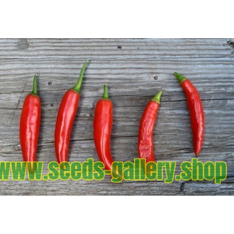 Seme Cuvene Meksicke Chili – Cili Papricice ONZA