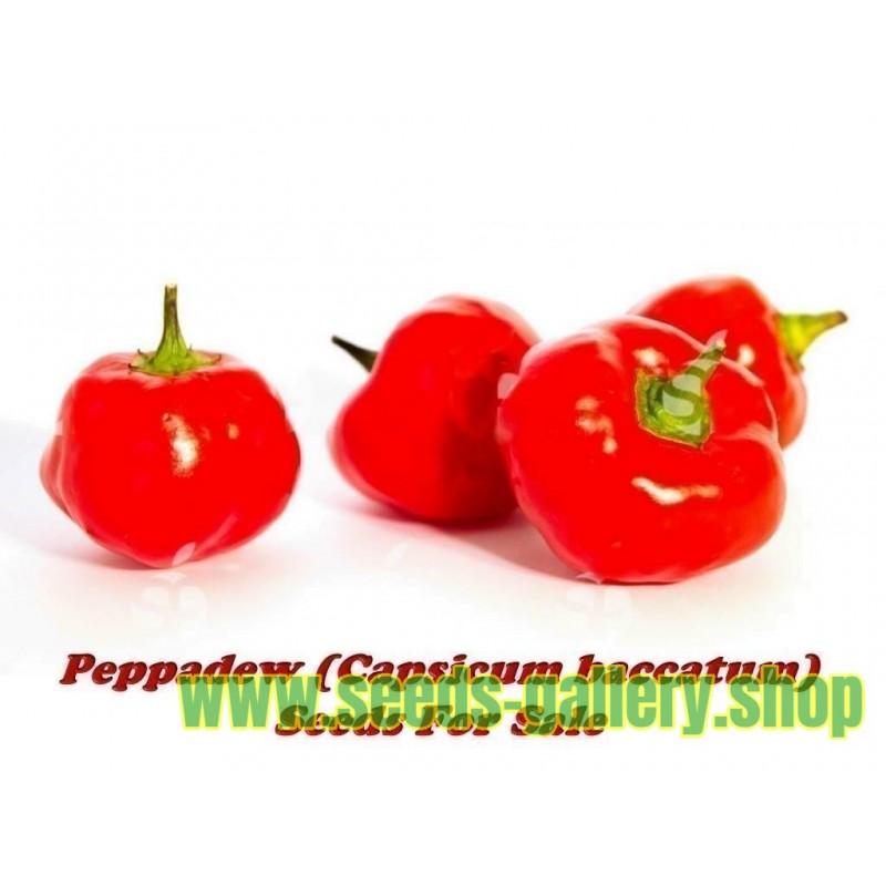 Peppadew Africki Chili Cili Seme (Capsicum baccatum)