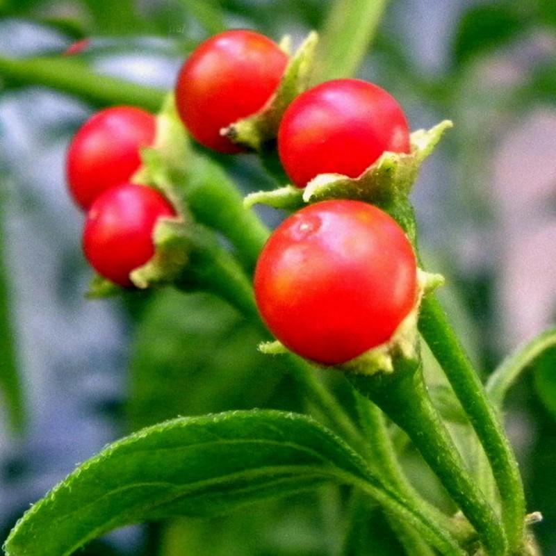 Seme Bolivijskog Čilija ULUPICA (Capsicum cardenasii)