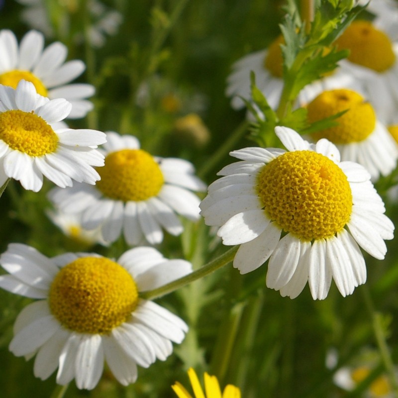 Kamilica Seme (Matricaria chamomilla)