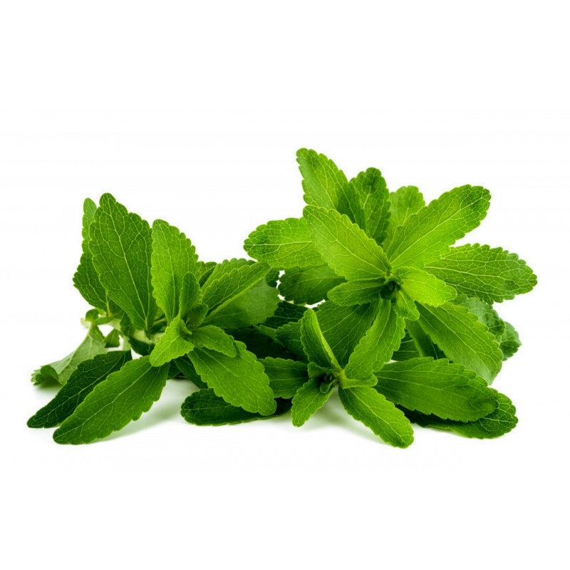 Stevia Seme (Stevia rebaudiana)