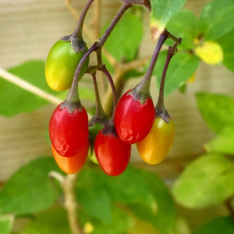 Razvodnik Seme, Paskvica (Solanum dulcamara L.)