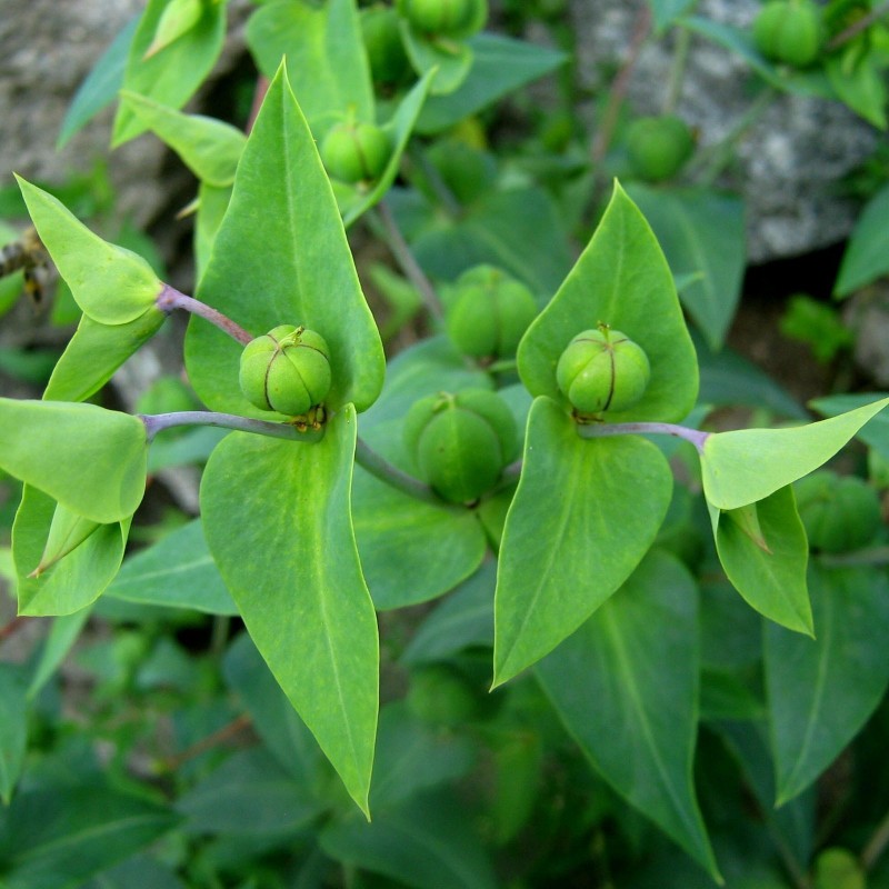 Krticarka seme - biljka protiv krtica (Euphorbia lathyris)