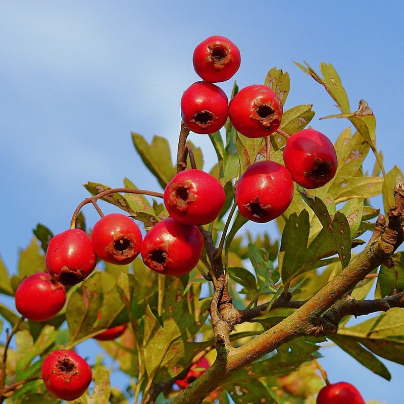 Seme Gloga - Glog (Crataegus L.) lekovita biljka