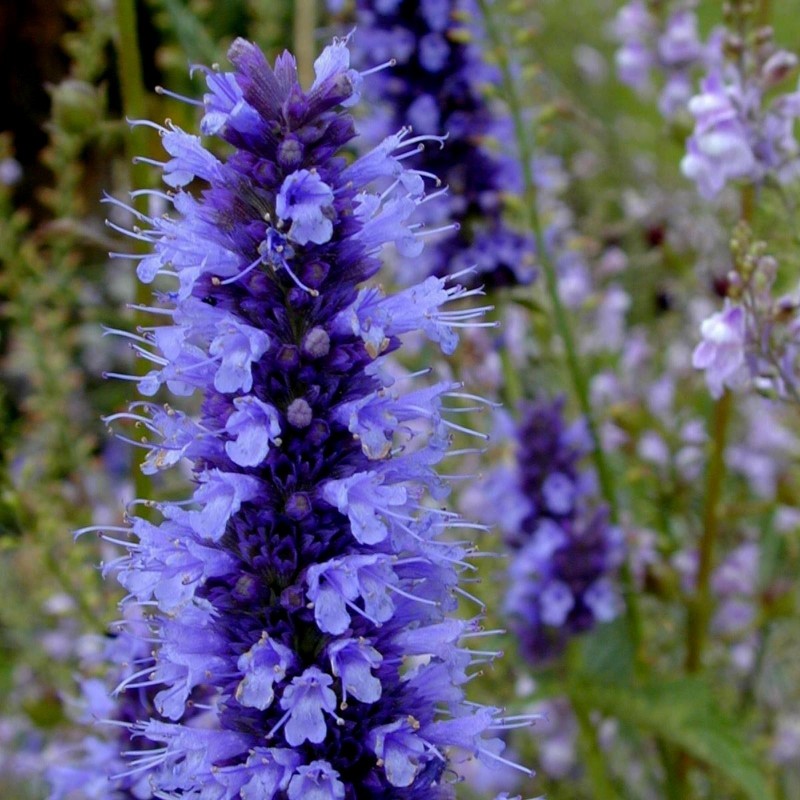 Korejska Nana – Metvica Seme (Agastache rugosa)