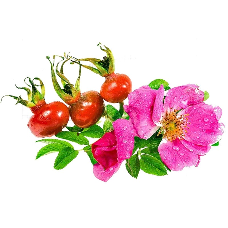 Japanska Ruza Seme (Rosa rugosa)