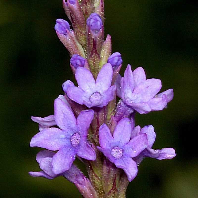 Verbena Seme (Verbena officinalis)