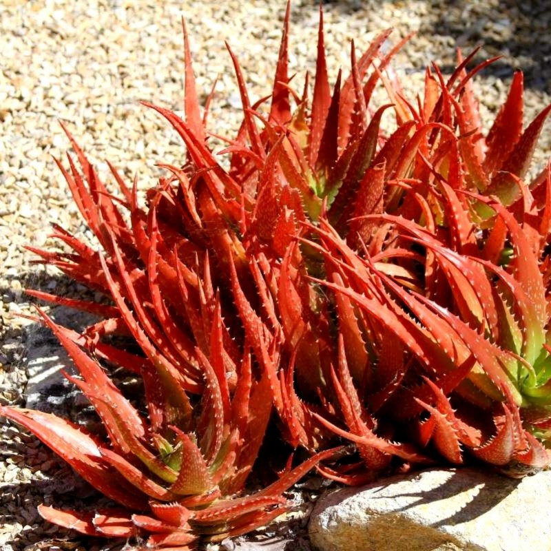 Crvena Aloja – Aloa Seme (Aloe Cameronii)