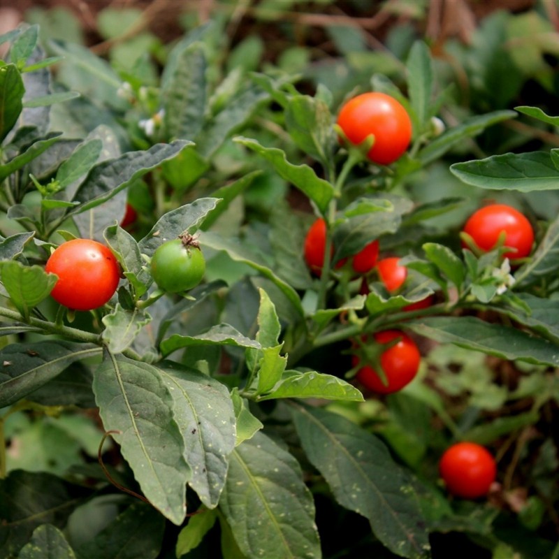 Ashwagandha – Idnijski Ginseng Seme (Withania Somnifera)