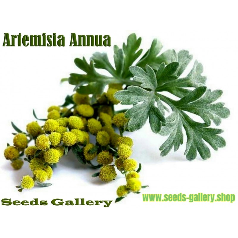 Slatki Pelin Seme (Artemisia annua)