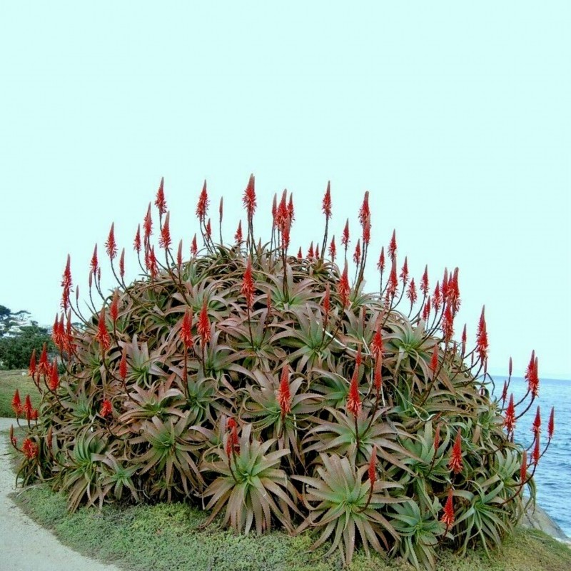 Aloe arborescens - Aloja Seme