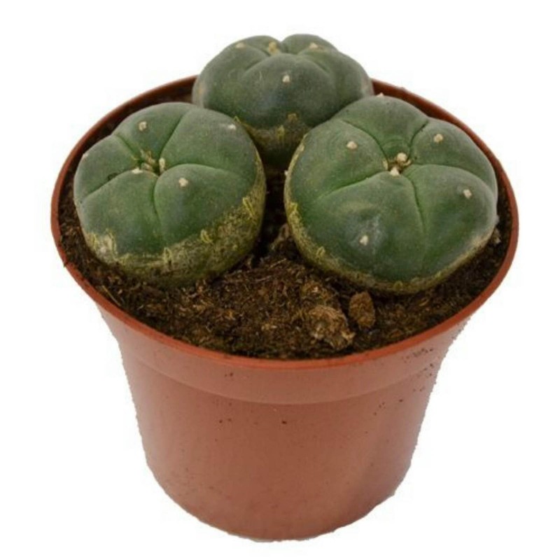 Peyote Seme (Lophophora williamsii)