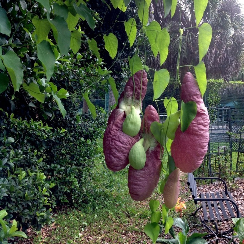 Agrostis gigantean Seme – Biljka mesozderka