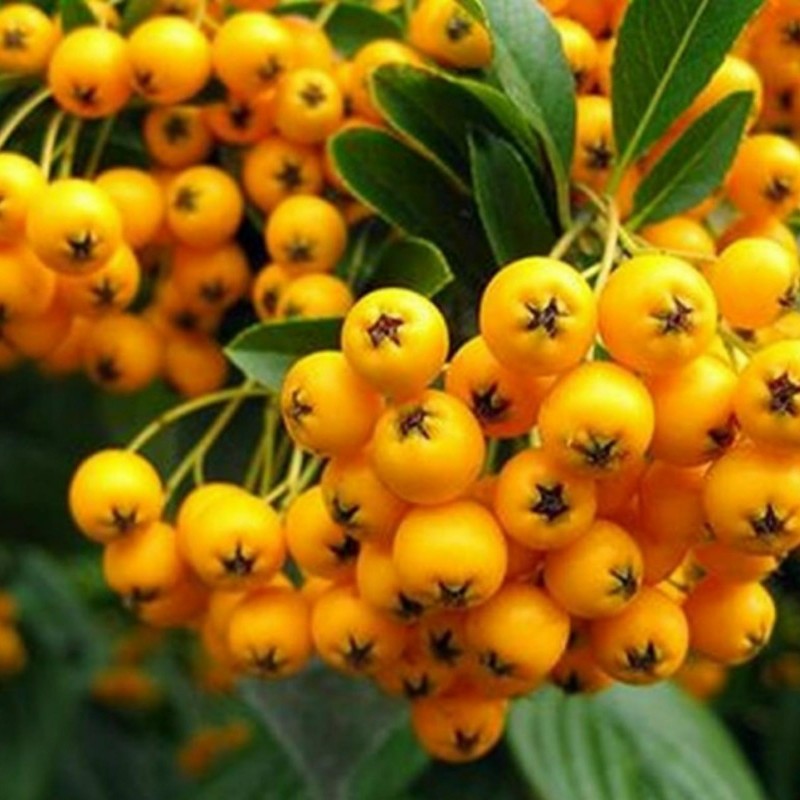 Vatreni Grm Seme Bonsai (Pyracantha coccinea)