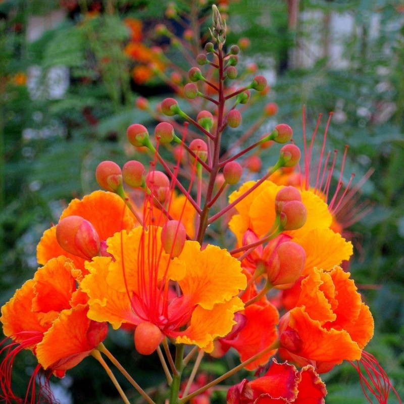 Pride of Barbados Seme (Caesalpinia pulcherrima)