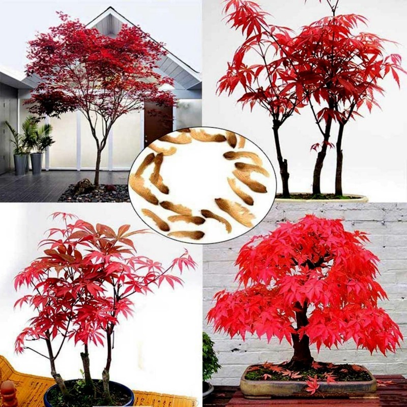 Crveni Japanski Javor Bonsai Seme