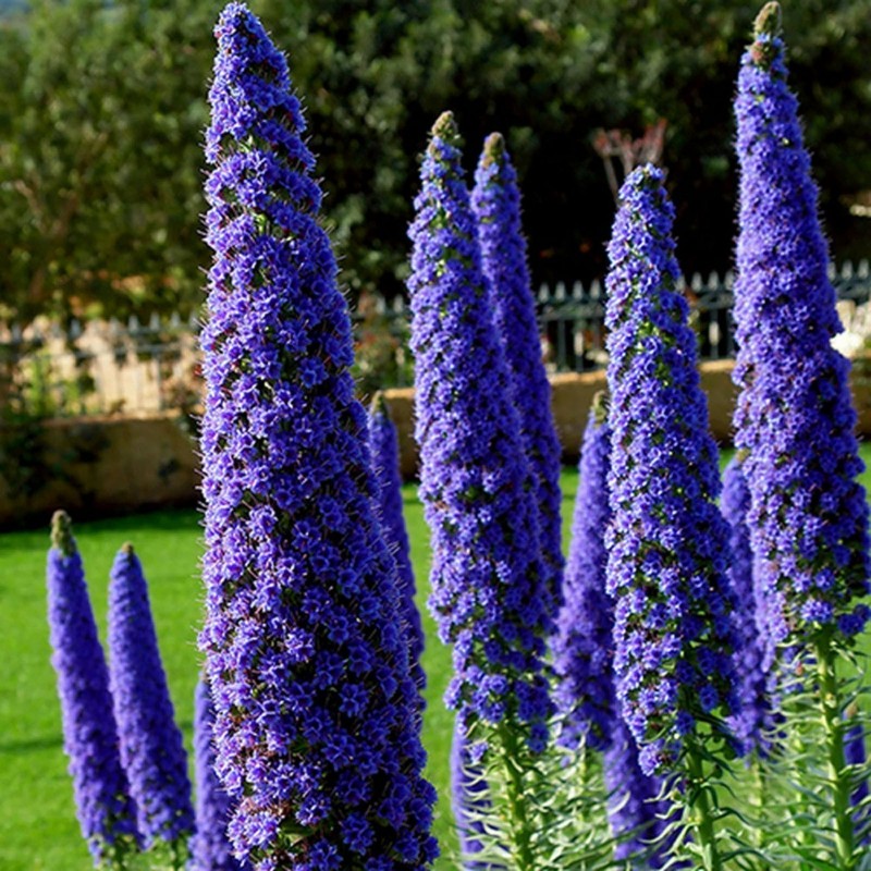 Ponos Madeire seme (Echium Fastuosum)