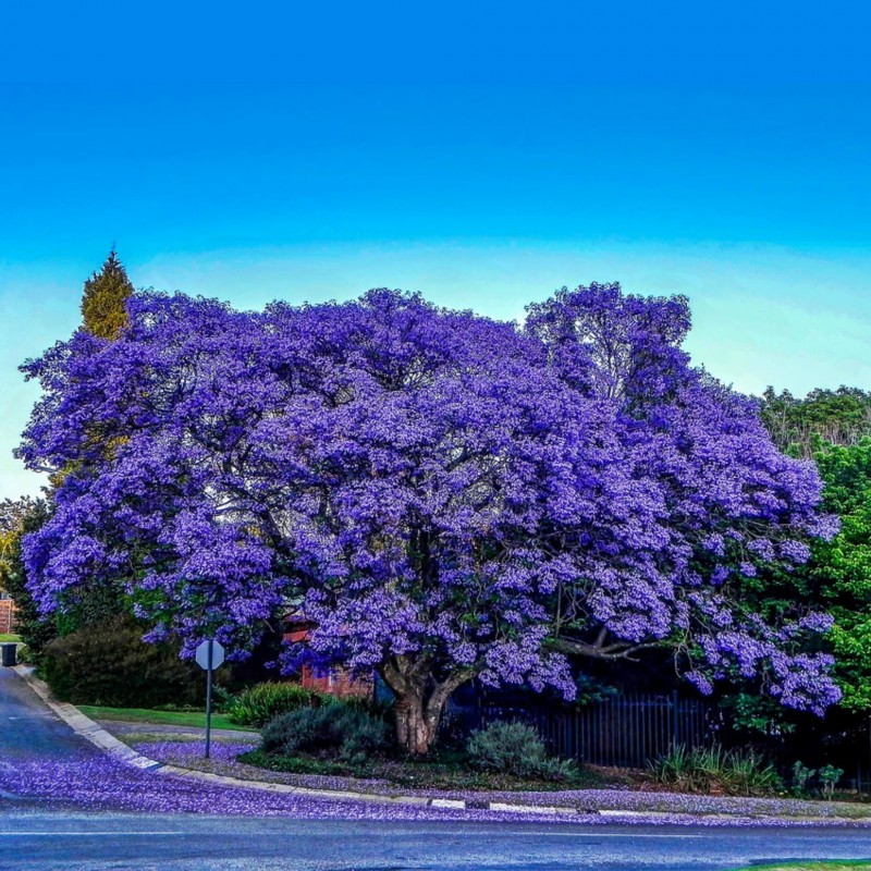 Jacaranda Seme (Jacaranda mimosifolia)