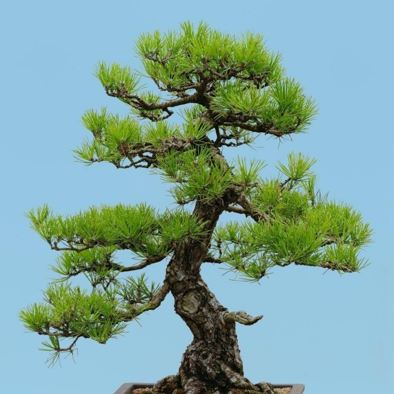 Japanski crveni bor seme - Bonsai (Pinus densiflora)