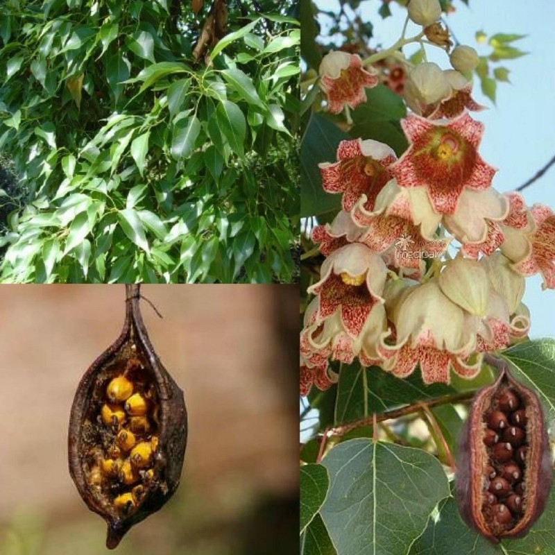 Flasa drvo - Kurrajong Seme (Brachychiton populneus)