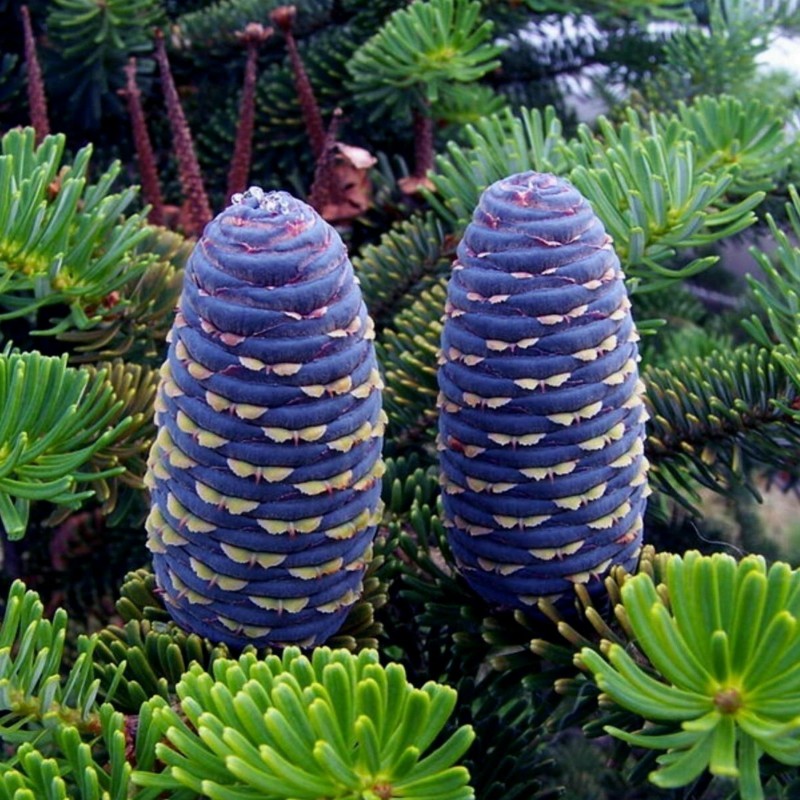 Sibirski Kedar - Bor Seme (Pinus sibirica)