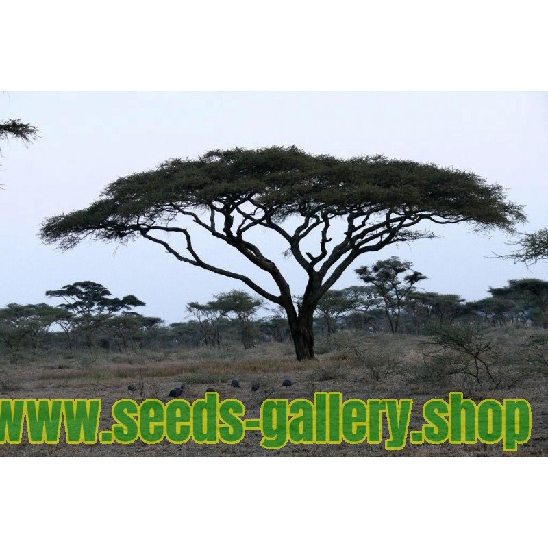 Kisobran Acacia Seme (Acacia tortilis)