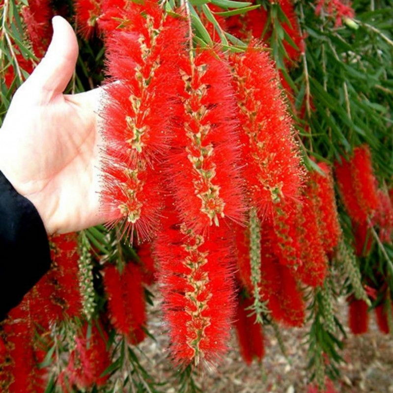 Cetka za flase Seme Callistemon viminalis