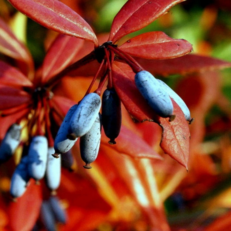 Julijanina Zutika Seme (Berberis julianae)