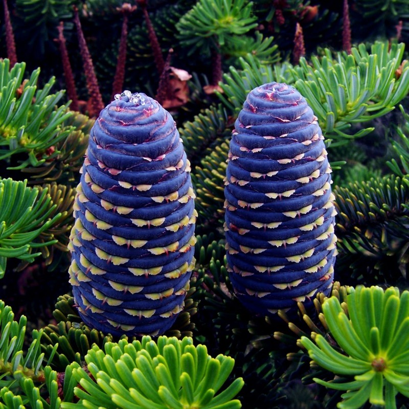 Korejska Jela Seme (Abies koreana)