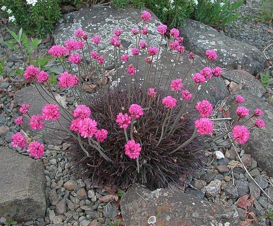 Armeria maritima „Rubrifolia“ 0,8l