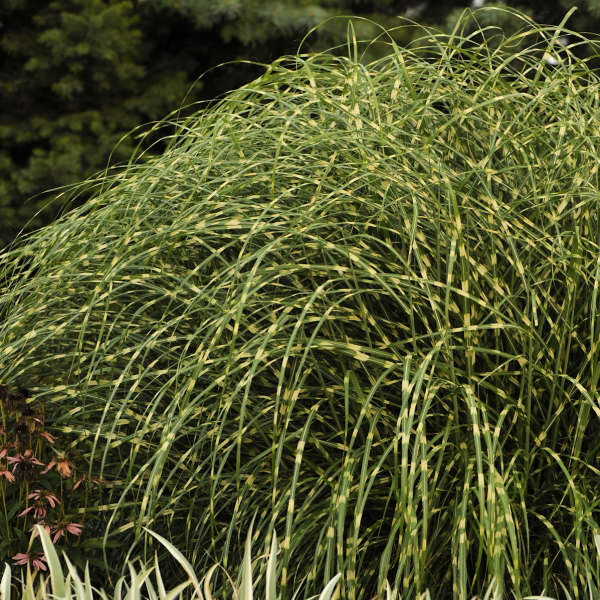 Miscanthus sinensis ‘Little Zebra’