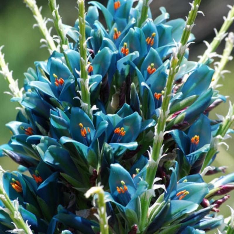 Plava PUYA Seme (Puya berteroniana)